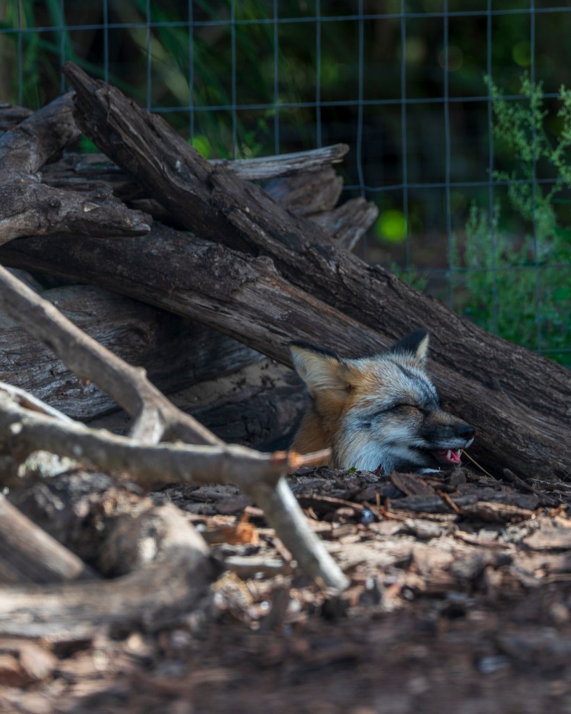 Romelia Farms: Bringing a Little Country to The Space Coast of Florida ...