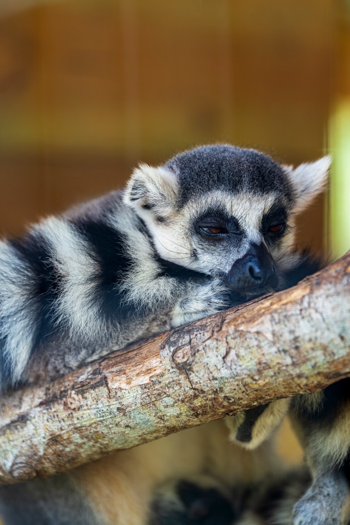 Romelia Farms: Bringing a Little Country to The Space Coast of Florida ...